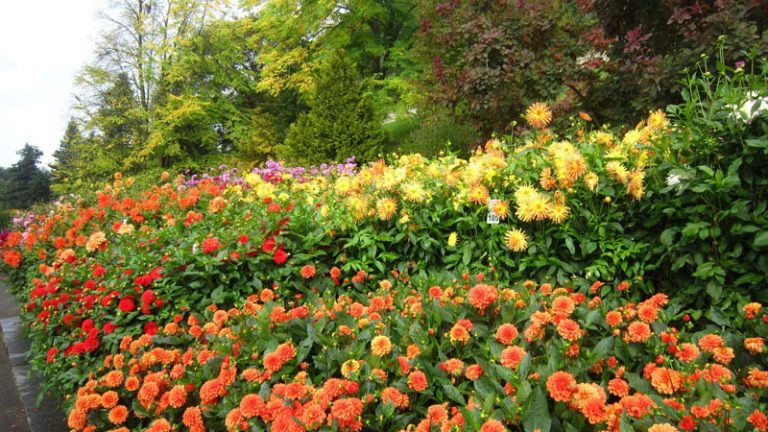 Mainau: la isla de las flores en Alemania - El viajero accidental